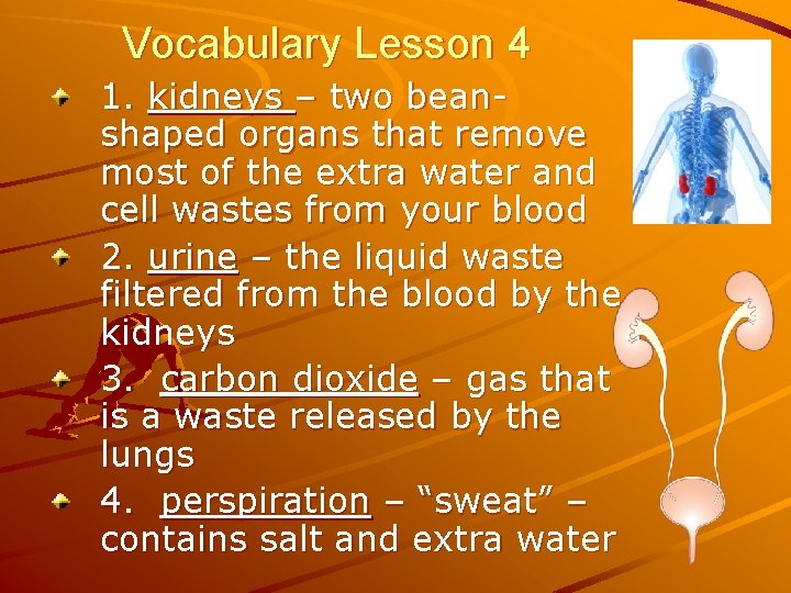 Digestive and Excretory Systems Vocabulary Lesson 3 1