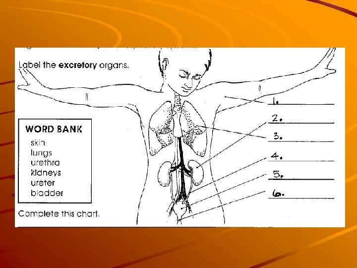 Digestive and Excretory Systems Vocabulary Lesson 3 1