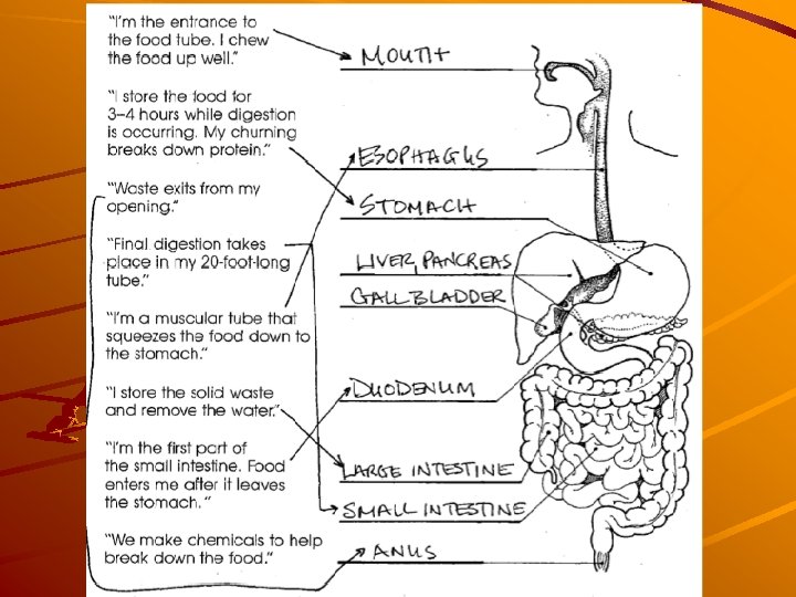Digestive and Excretory Systems Vocabulary Lesson 3 1