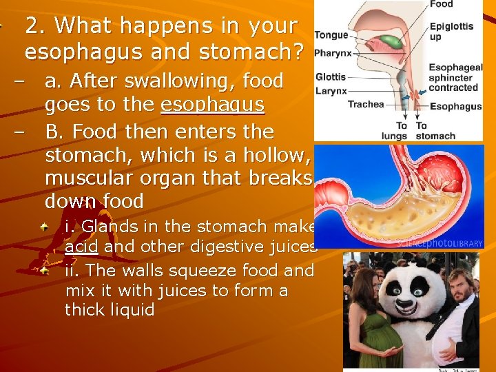 Digestive and Excretory Systems Vocabulary Lesson 3 1