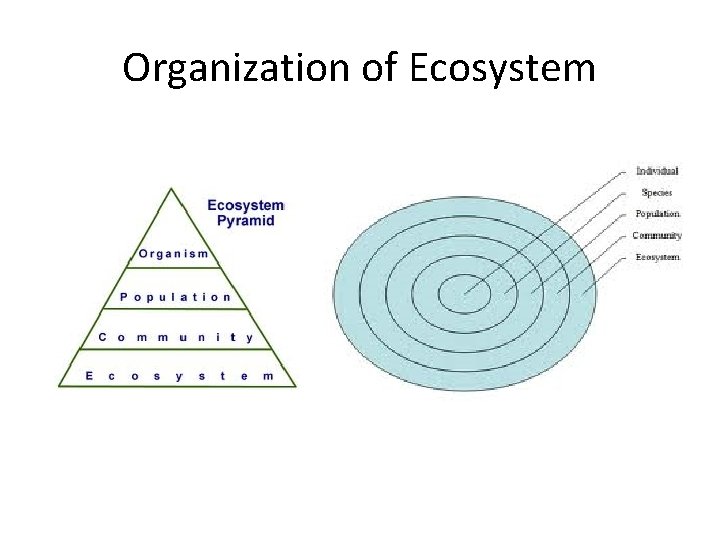 Ecosystems Biotic vs Abiotic Factors Bioticliving plants worms