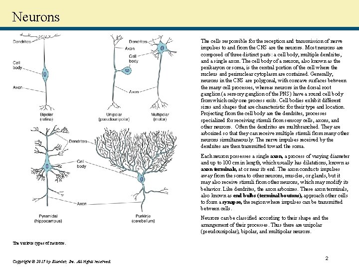 Chapter 9 Nervous Tissue Textbook of Histology 4