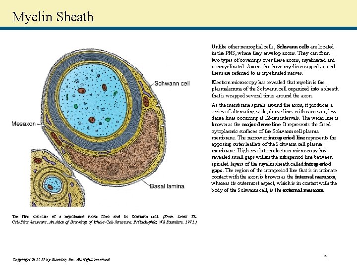 Chapter 9 Nervous Tissue Textbook of Histology 4