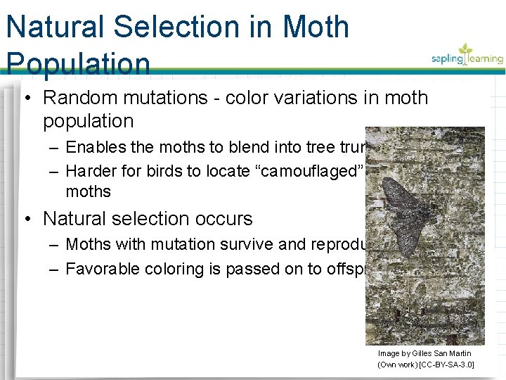 Natural Selection in Biology 7C Populations Natural Selection