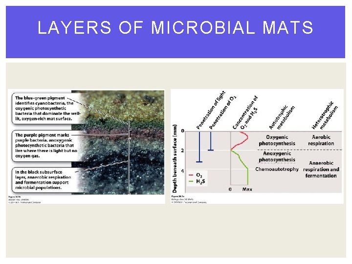 Bacteria and Archaea Chapter 26 TREE OF LIFE