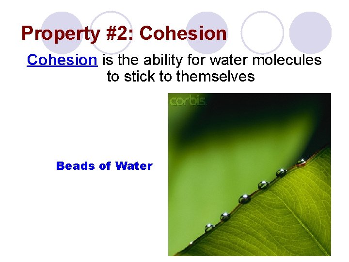 Water Biology Vocabulary l Adhesion l Buffer l
