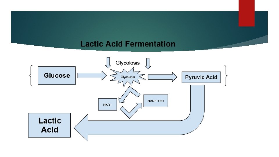 Aerobic and Anaerobic Respiration Bellringer Look on 113