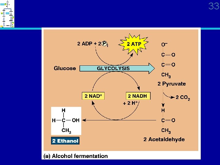 Chapter 6 CELLULAR RESPIRATION Obtaining Energy from Food
