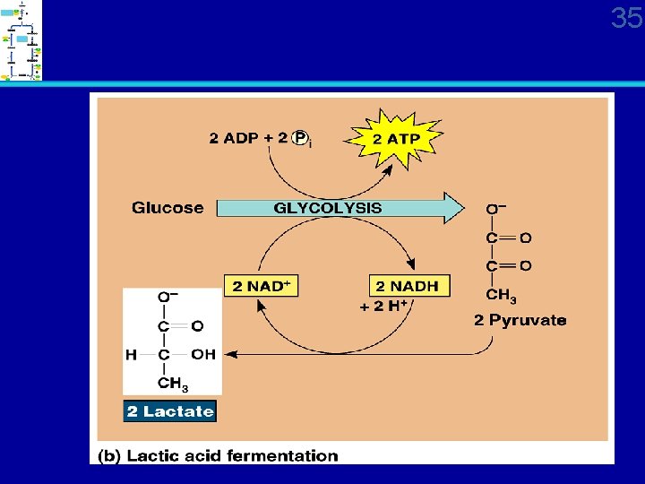 Chapter 6 CELLULAR RESPIRATION Obtaining Energy from Food