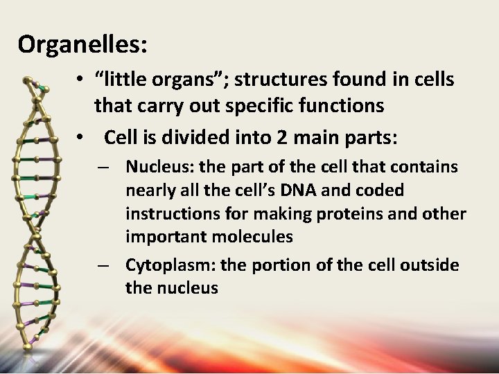 Eukaryotic Cell Structure Objectives 4 0 Describe similarities