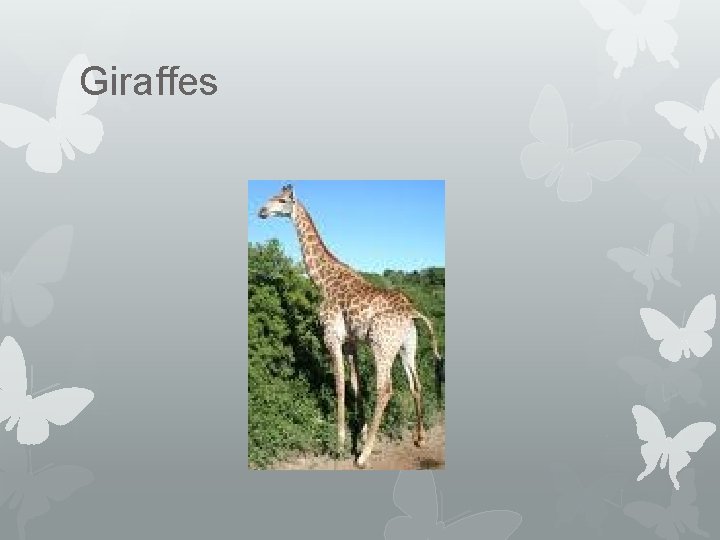 Theories of Evolution Lesson Objectives 1 Define Evolution