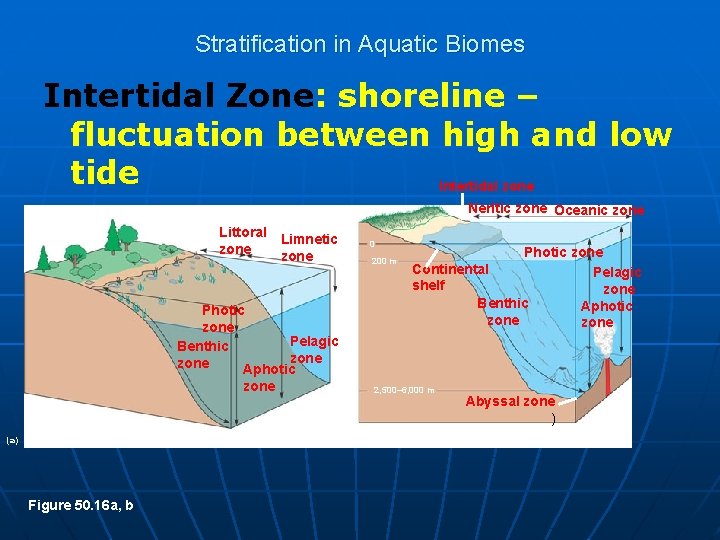 BIOMES of the World Aquatic Biomes 30 N