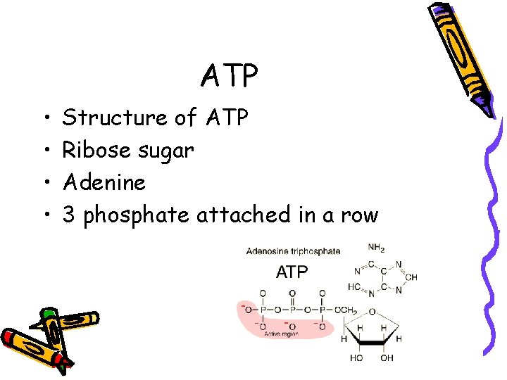 Energy and Metabolism Chapter 8 Energy Energy Energy