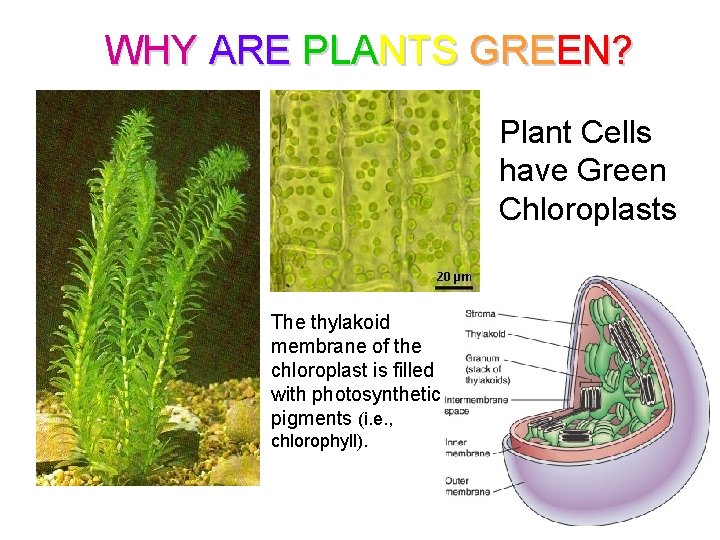 PHOTOSYNTHESIS Learning Goal I will be able to