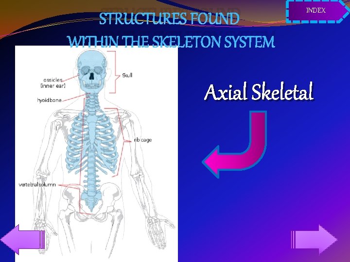 INDEX BODY SYSTEMS IN HUMAN ANATOMY DIGITAL BOOK