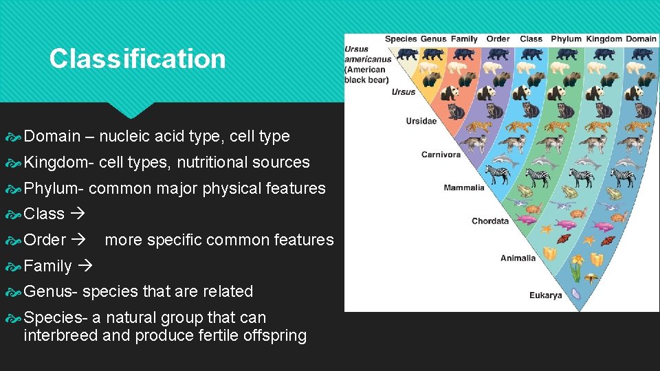 Relationships Among Living Things Taxonomy Western Science describes