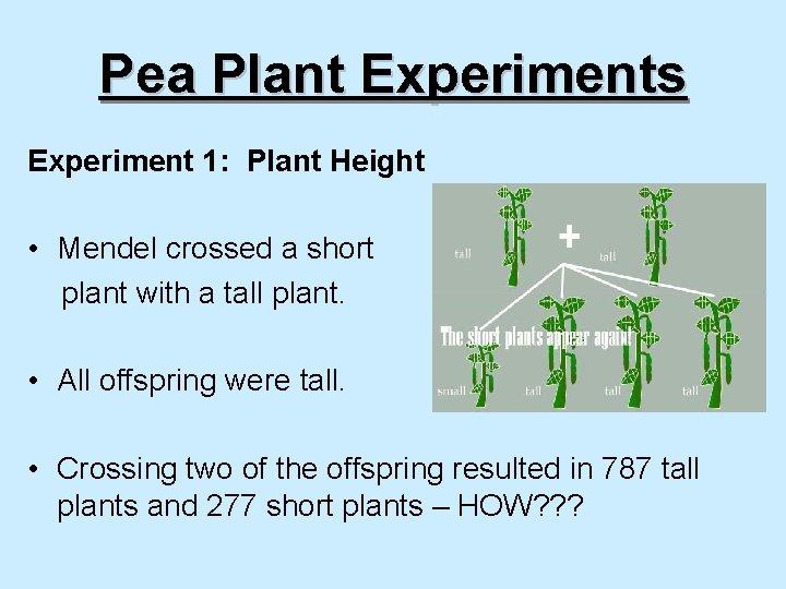 Genetics The field of Biology that studies how