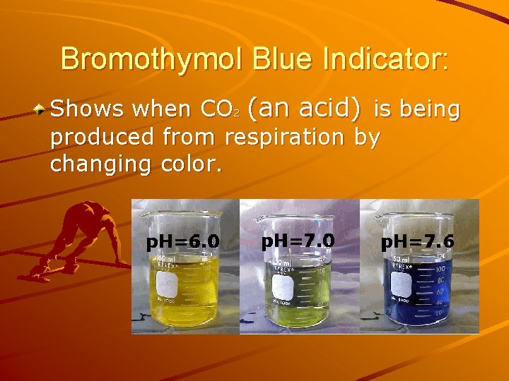 Cellular Respiration Why we breathe and how food