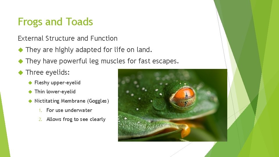Amphibians Characteristics of Amphibians are eukaryotic heterotrophic ...