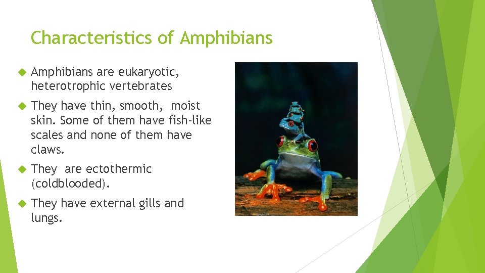 Amphibians Characteristics of Amphibians are eukaryotic heterotrophic ...