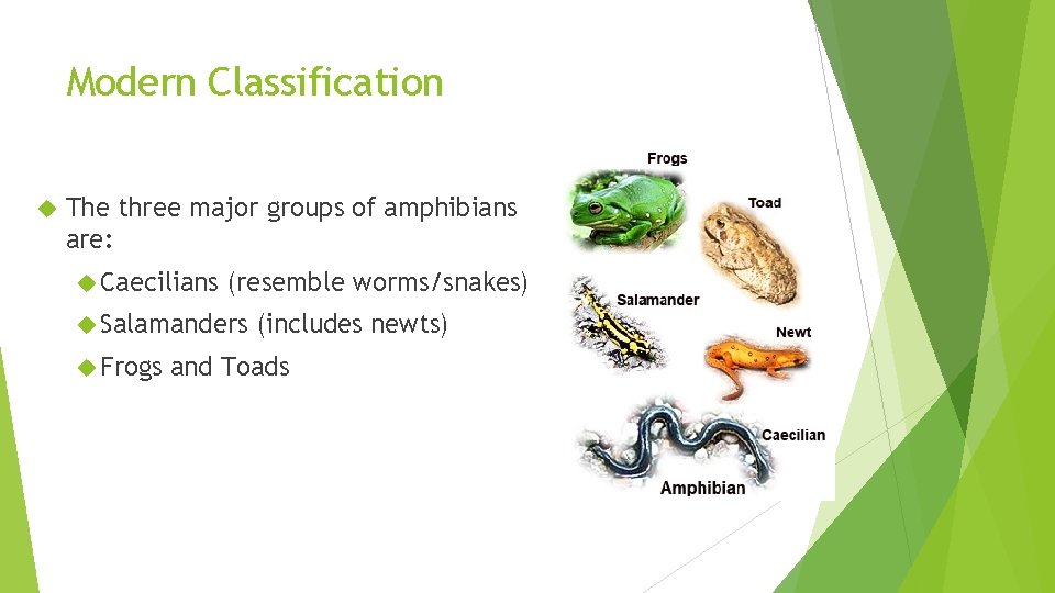 Amphibians Characteristics of Amphibians are eukaryotic heterotrophic ...