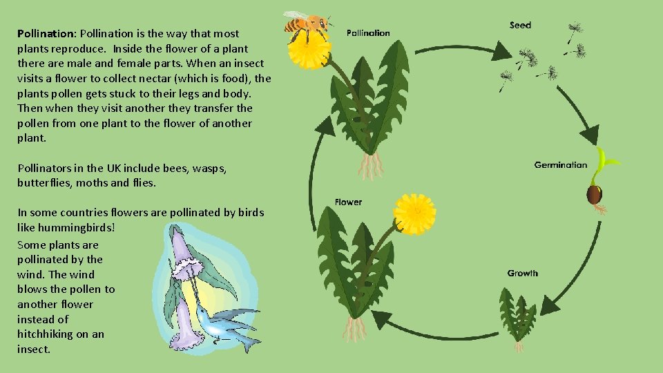 The Lifecycle of a Plant We will be