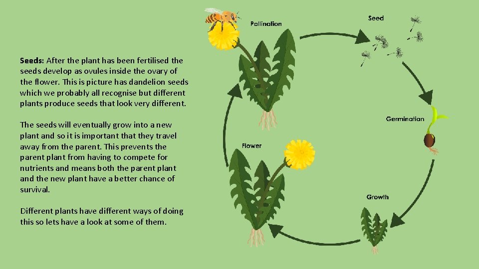 The Lifecycle of a Plant We will be