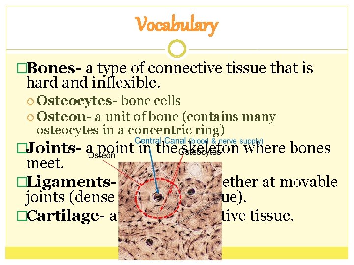 Skeletal System What would your body be like