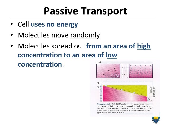 MOVEMENT OF SUBSTANCES DIFFUSION Learning Outcomes After completing