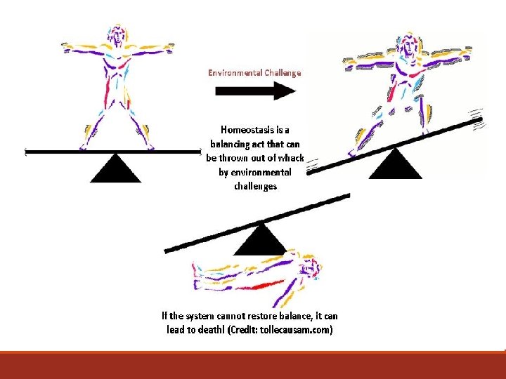 Proficiency Exam Homeostasis Bell Ringer 1012 What are
