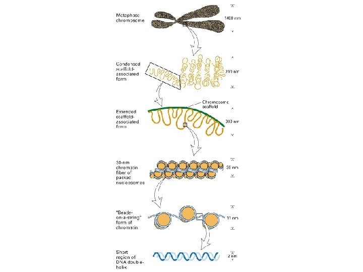 Biology HL Mrs Ragsdale Topic 7 Nucleic Acids