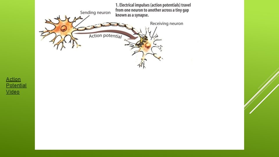 Objective Understand the divisions of the Nervous system