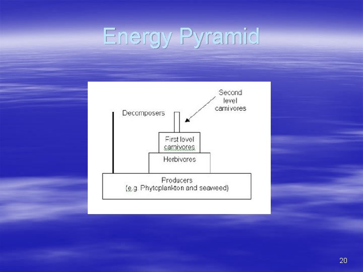 Ecology Review Ms Panno and Mr Libretto June