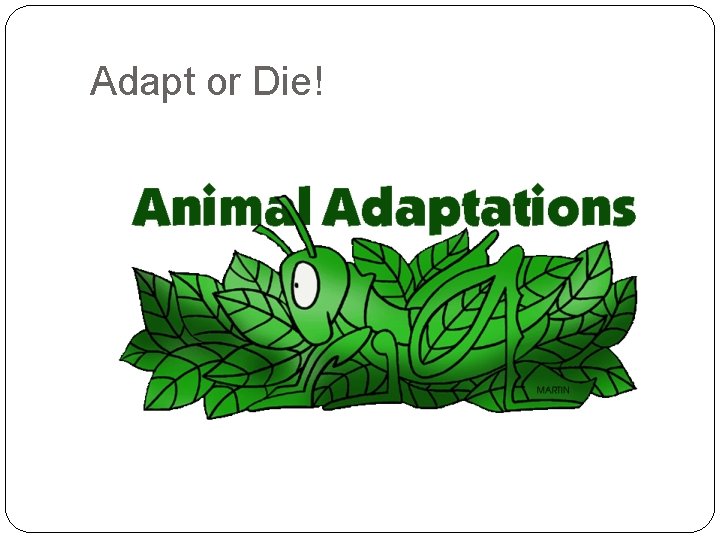 Animal Adaptations By Paul Curcione Animal Adaptations https