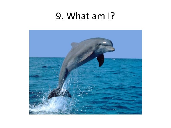 Deep Blue Sea Science Olympiad 1 What type