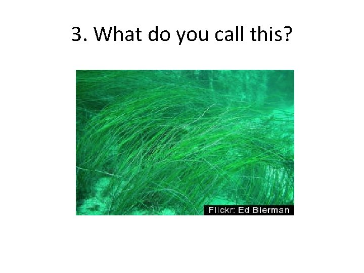 Deep Blue Sea Science Olympiad 1 What type