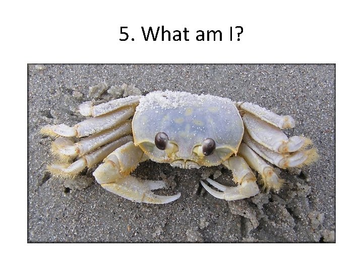 Deep Blue Sea Science Olympiad 1 What type