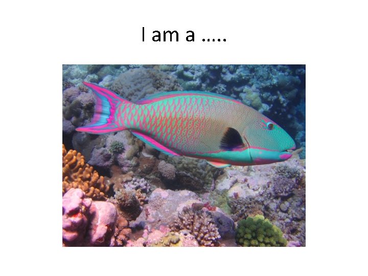 Deep Blue Sea Science Olympiad 1 What type