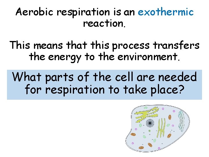 Aerobic Respiration DNA 1 What is released during