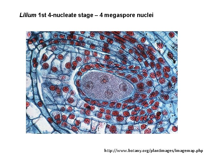 Lilium Ovary Cross Section Botany Orgplantimagesimagemap