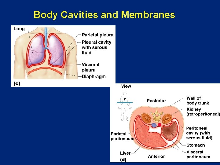 The Human Body An Orientation Anatomy The study