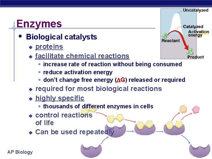 Metabolism Enzymes AP Biology Essential Knowledge 2 A