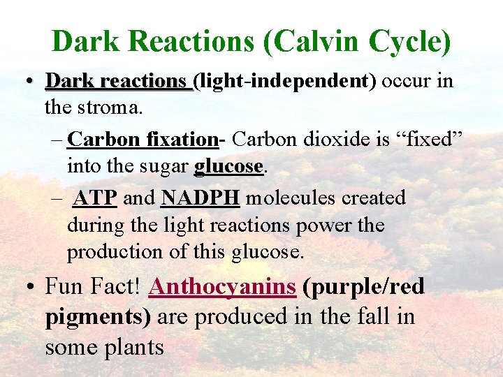 Photosynthesis Photosynthesis in Overview WHAT Process by which
