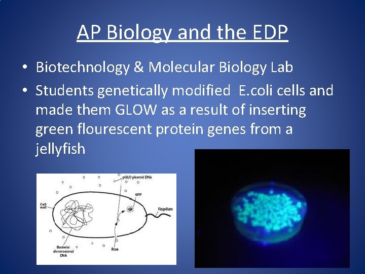Ann Brophy CAPSULE Implementation Presentation AP Biology BIOTECHNOLOGY