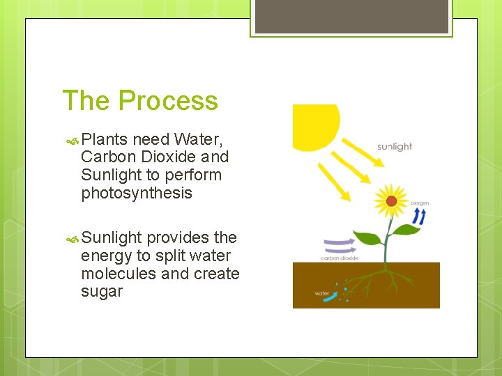 Photosynthesis Bell Ringer How do plants obtain food