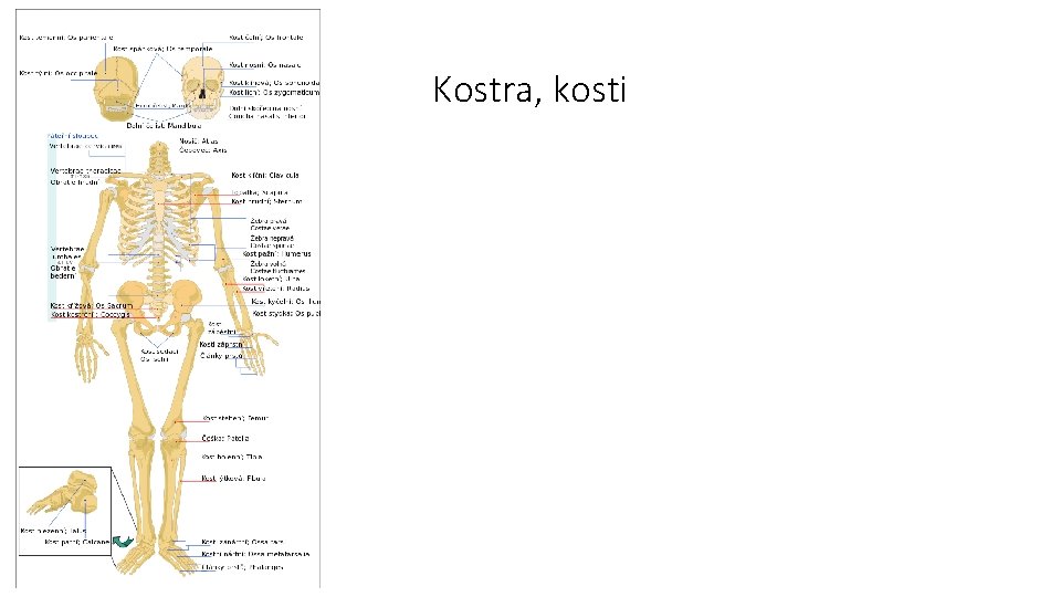 Pohybov soustava lovka Pedevm Kosti a svaly Dle