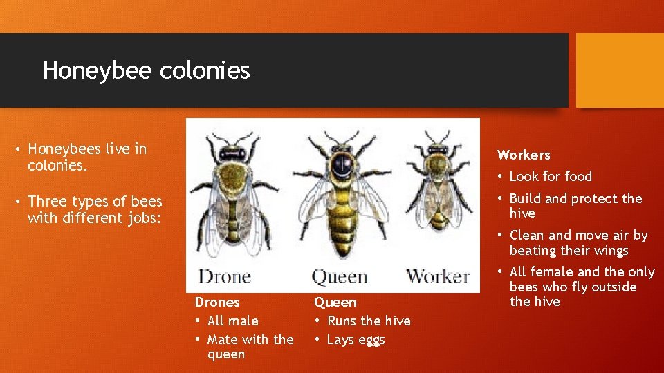 Life Cycle and Honeybees 2 nd Grade Amazing