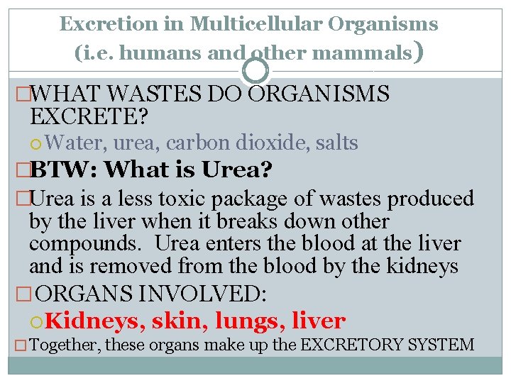 Excretory System GETTING RID OF METABOLIC WASTES Excretion