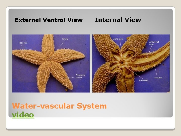 Phylum Echinodermata The Echinoderms Sea Stars Brittle Stars