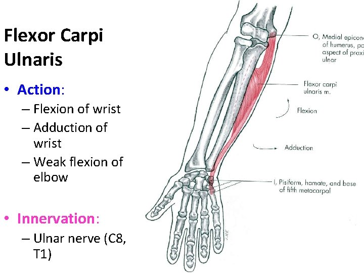 Muscles of the Anterior Forearm Objectives Name and